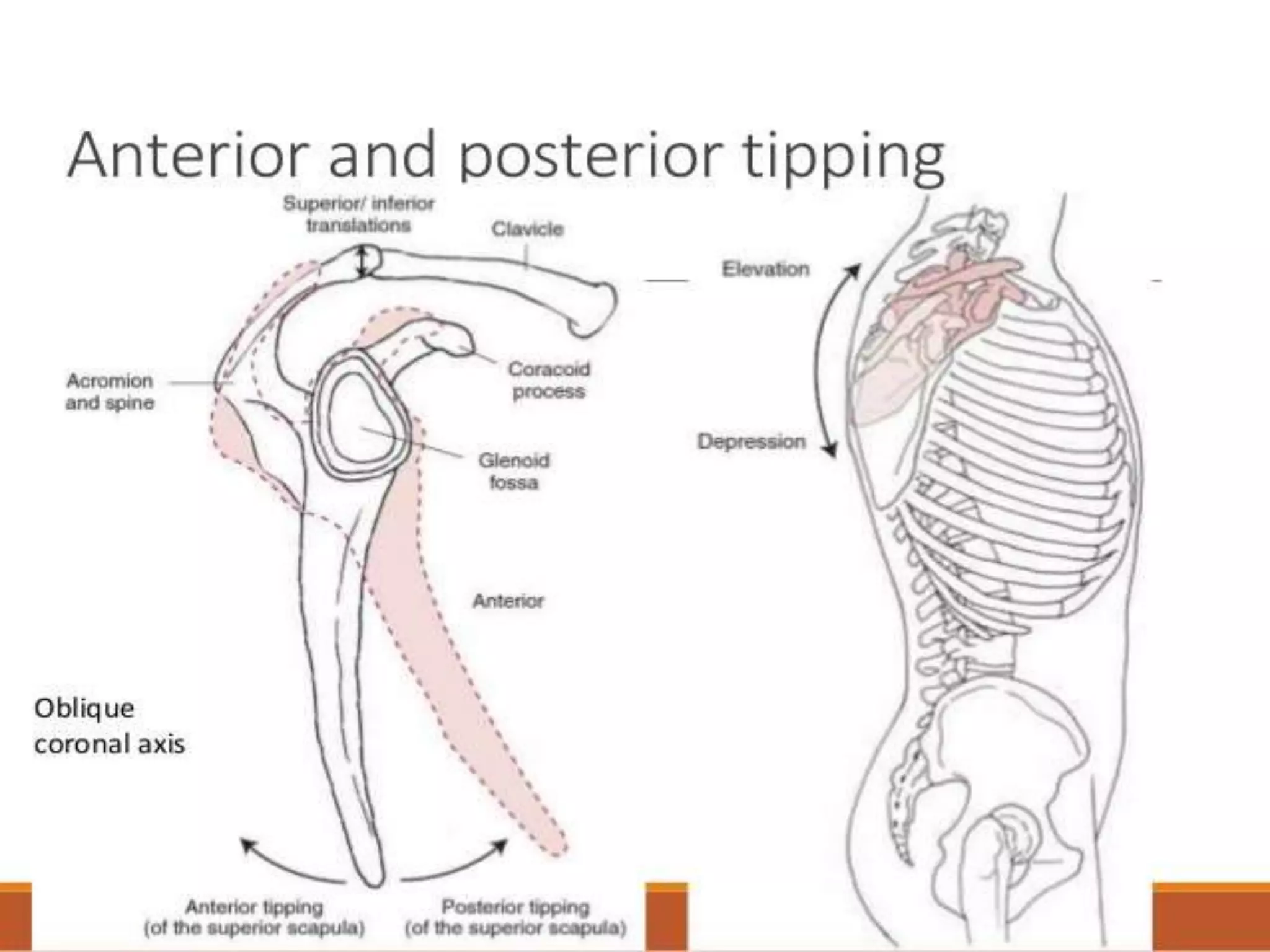 Biomechanics of shoulder joint | PPTX