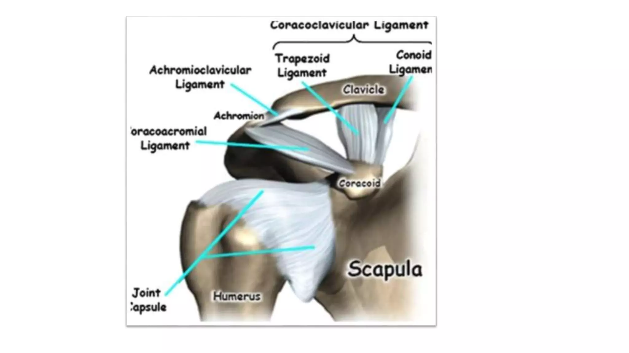 Biomechanics of the shoulder joint complex.pptx
