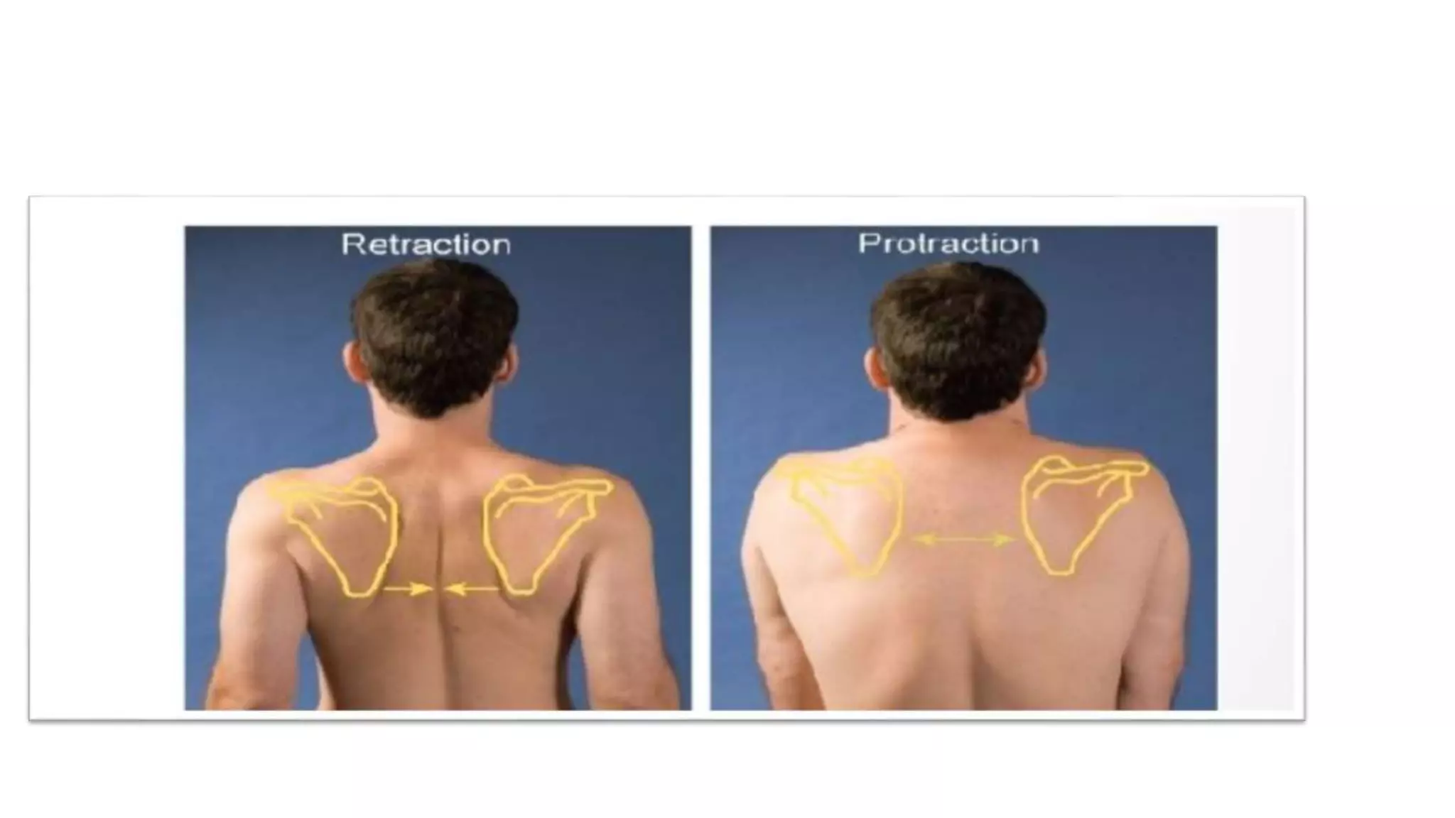 Biomechanics of the shoulder joint complex.pptx