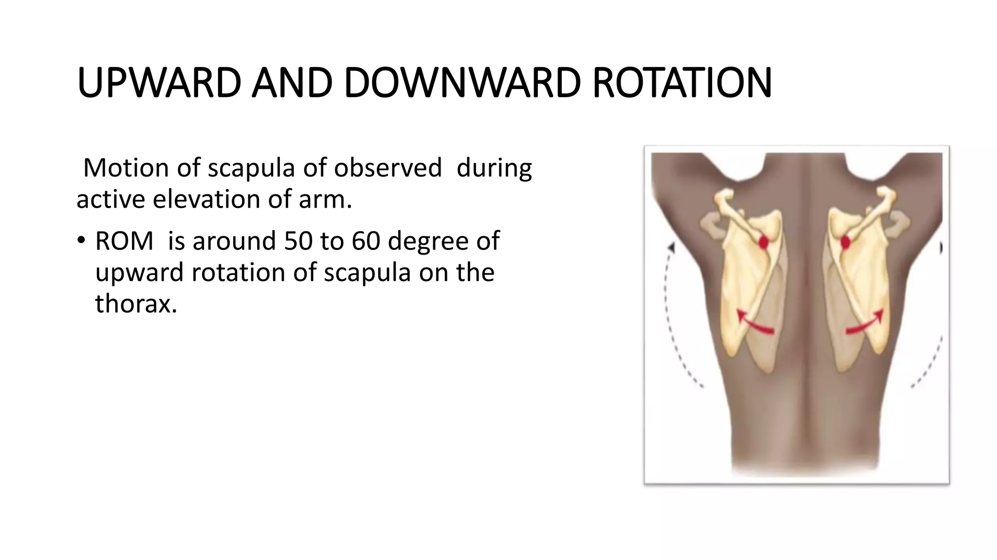 Biomechanics of the shoulder joint complex.pptx