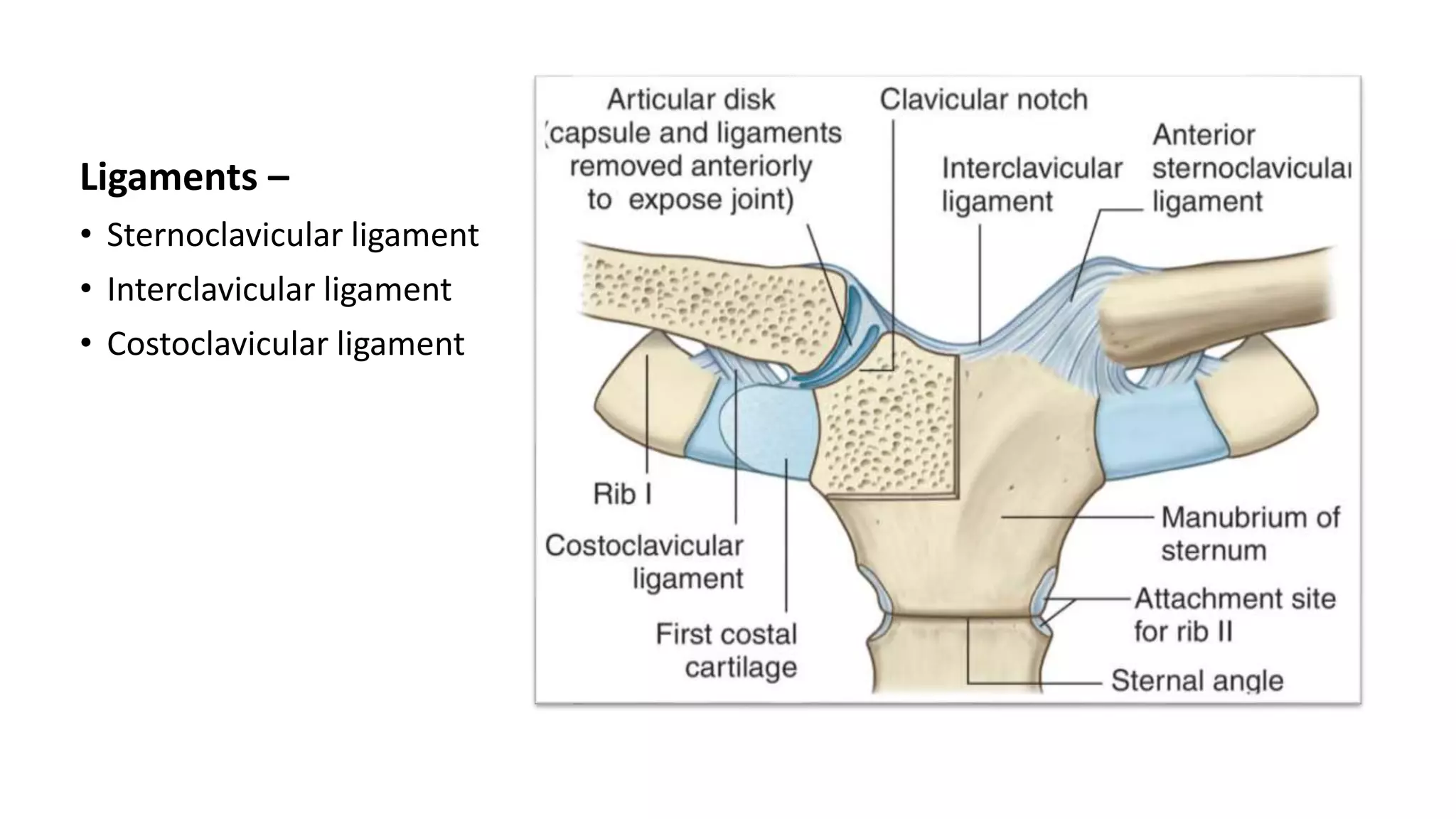 Biomechanics of the shoulder joint complex.pptx