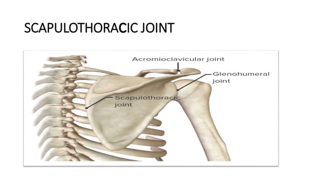 Biomechanics of the shoulder joint complex.pptx