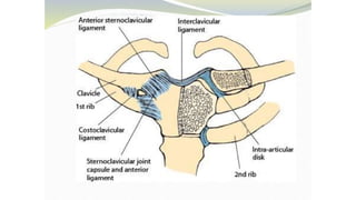 Biomechanics of shoulder joint complex.pptx