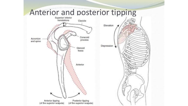 Biomechanics of shoulder joint complex.pptx