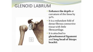 Biomechanics of shoulder joint complex.pptx