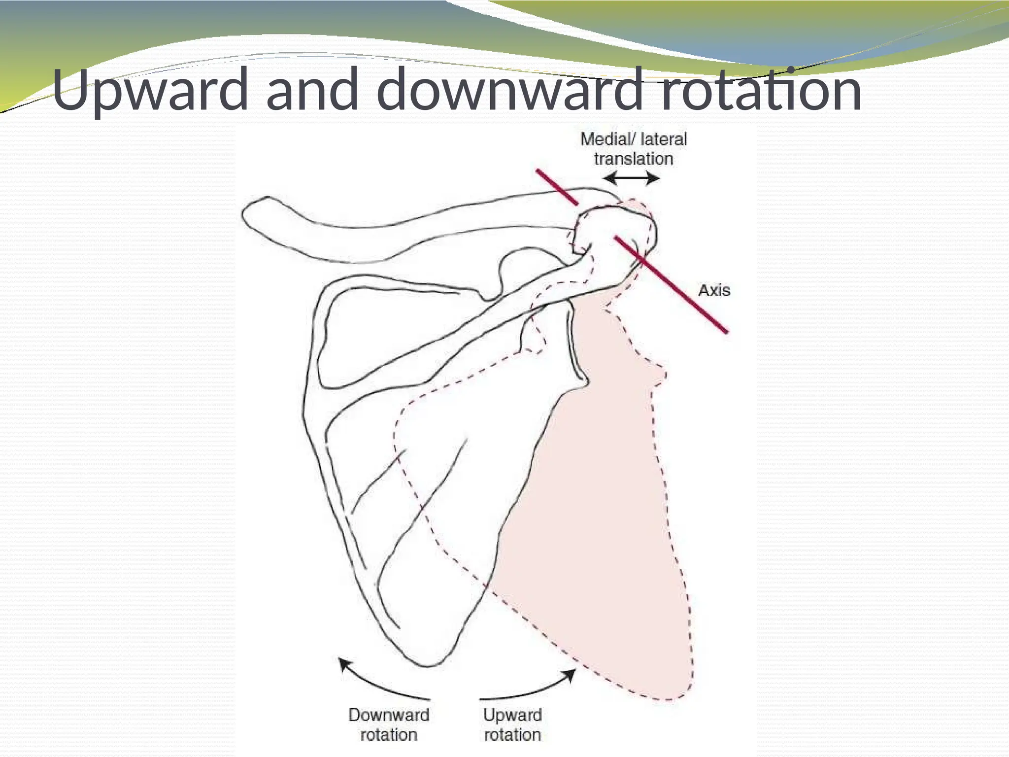 biomechanicsofshoulderug-160301061851.pptx