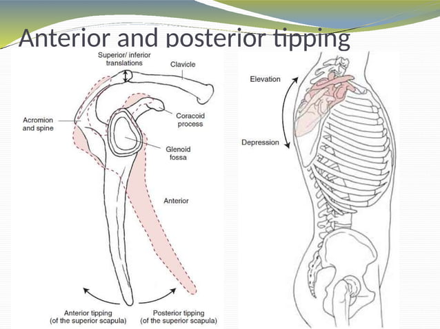 biomechanicsofshoulderug-160301061851.pptx