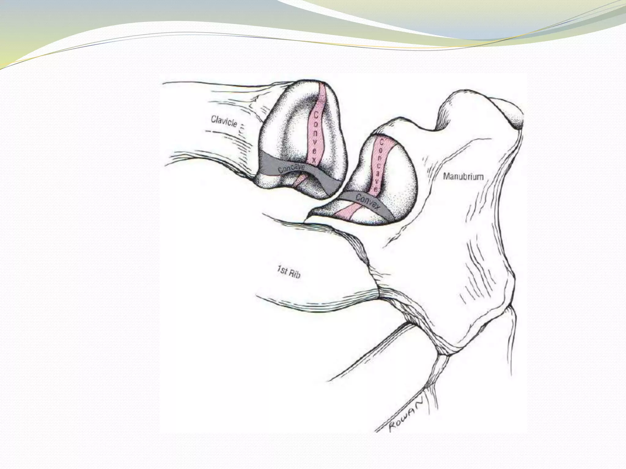 Biomechanics of shoulder complex | PPTX