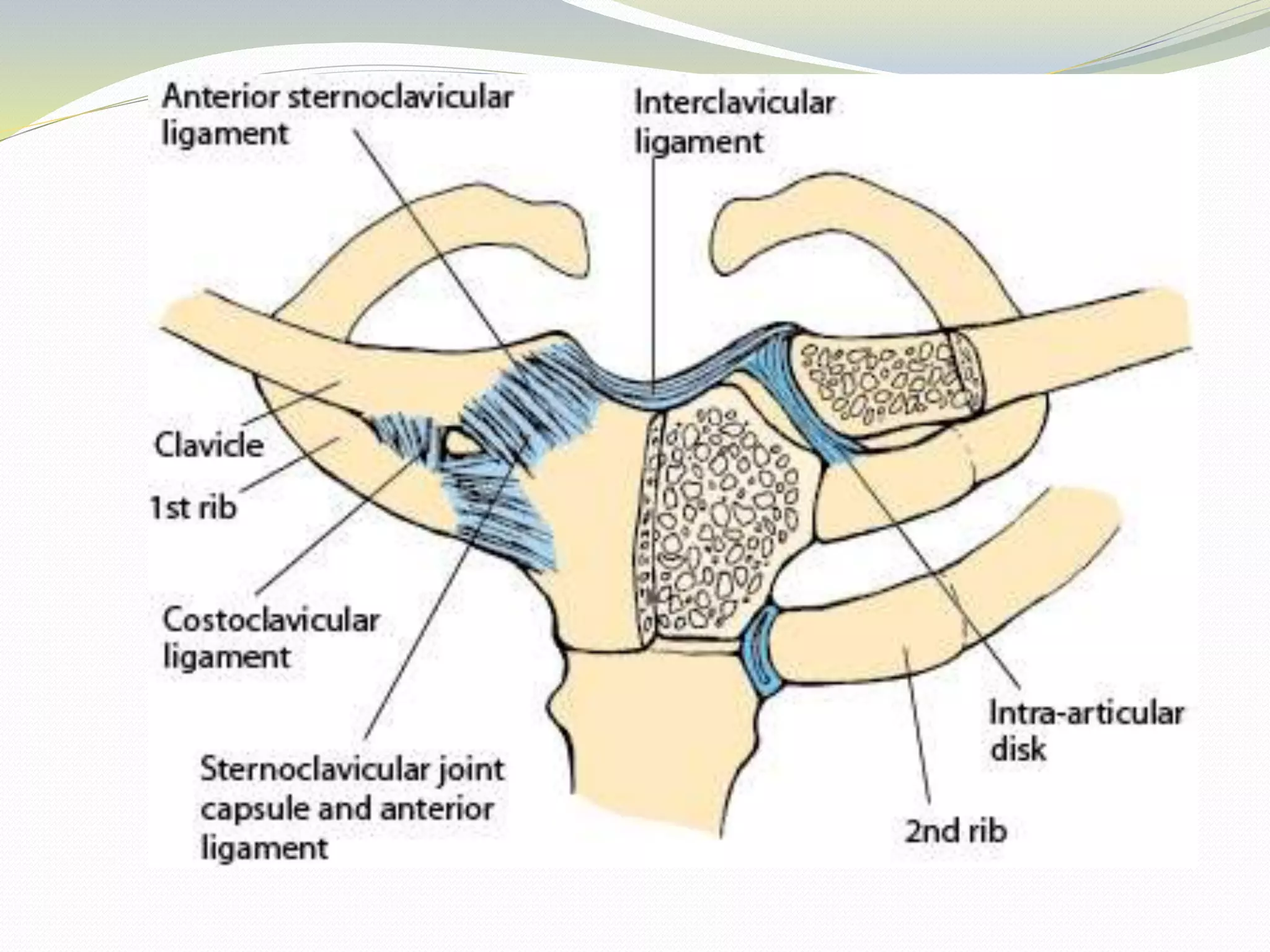 Biomechanics of shoulder complex | PPTX