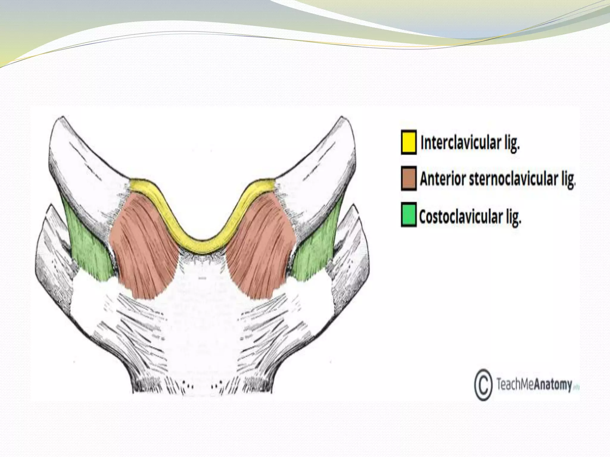 Biomechanics of shoulder complex | PPTX