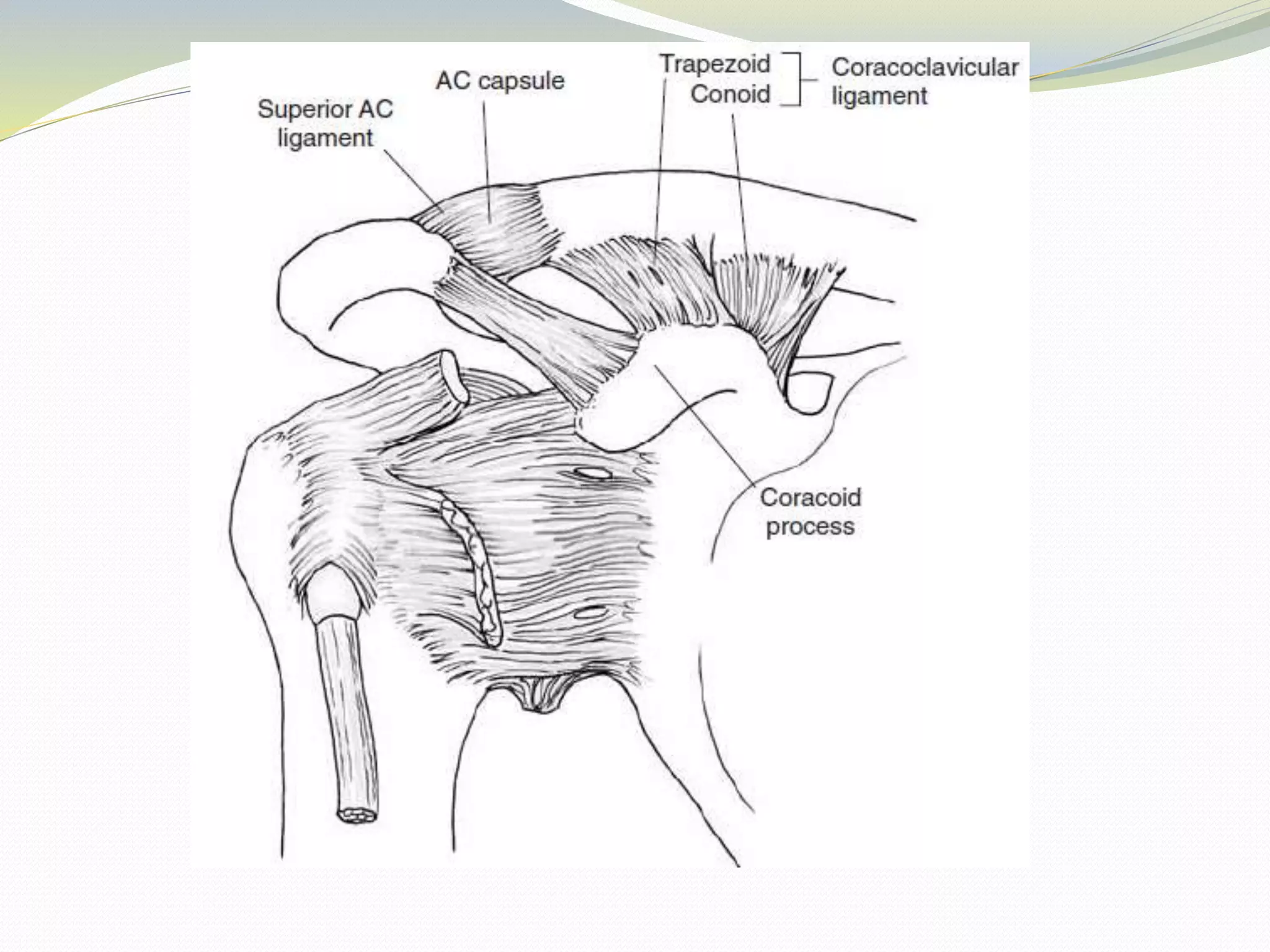 Biomechanics of shoulder complex | PPTX