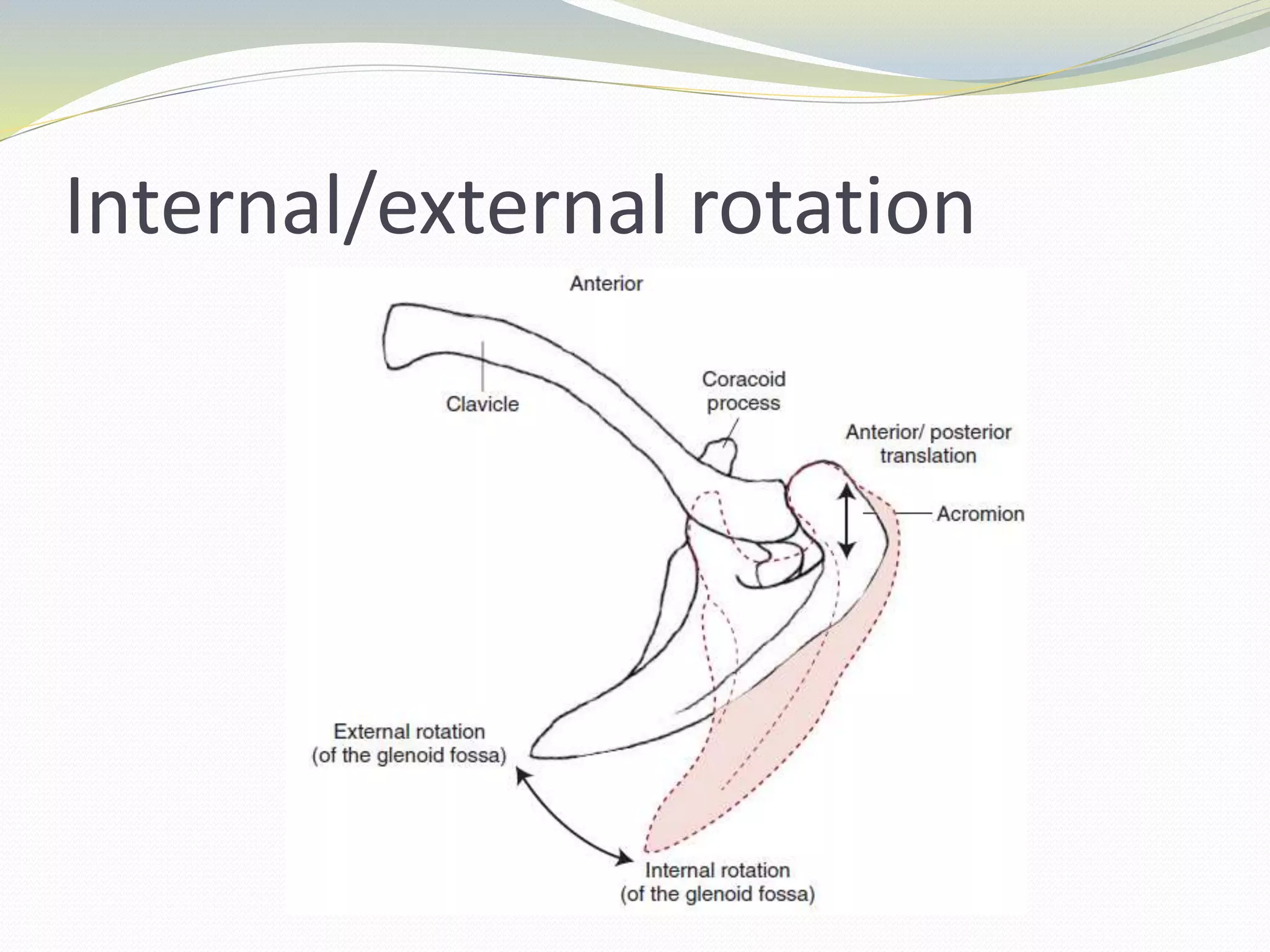 Biomechanics of shoulder complex | PPTX