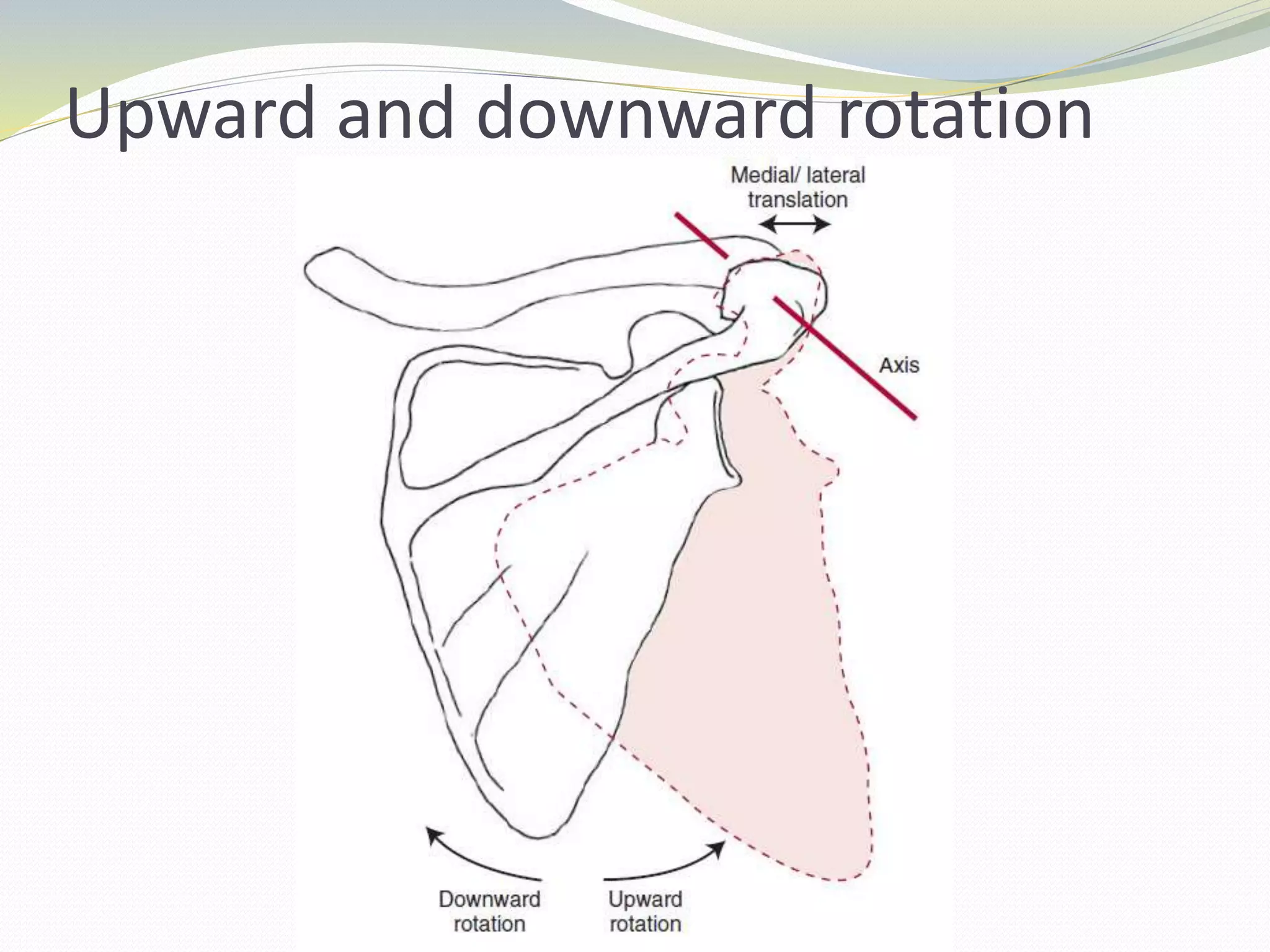 Biomechanics of shoulder complex | PPTX