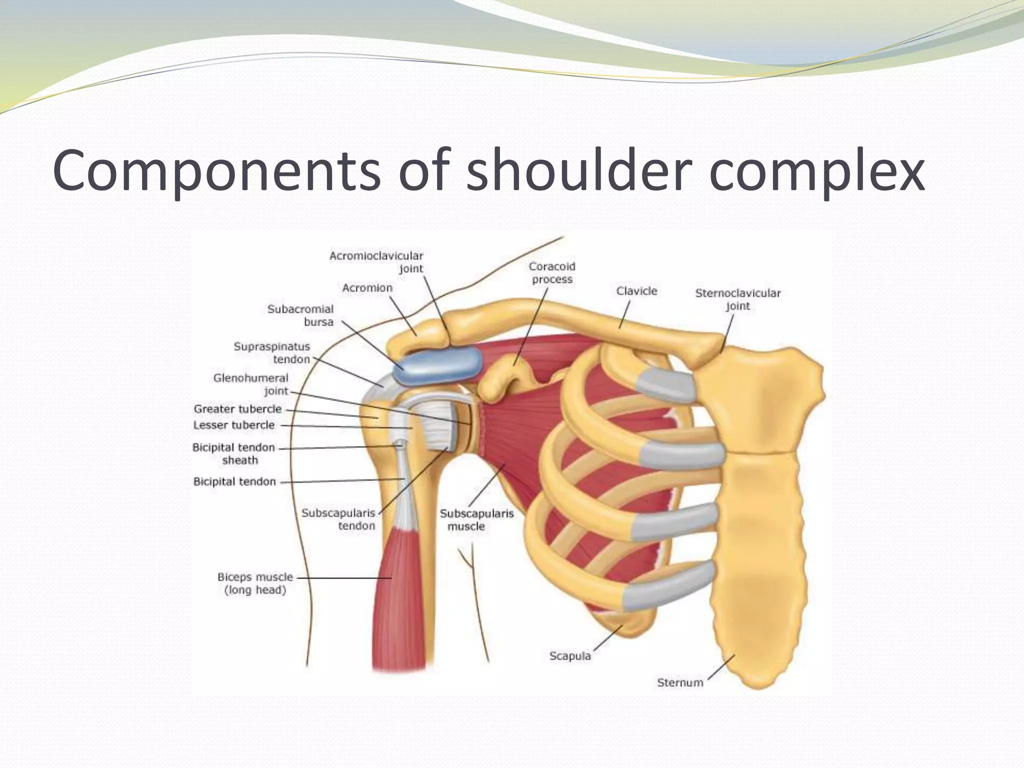 Biomechanics of shoulder complex | PPTX