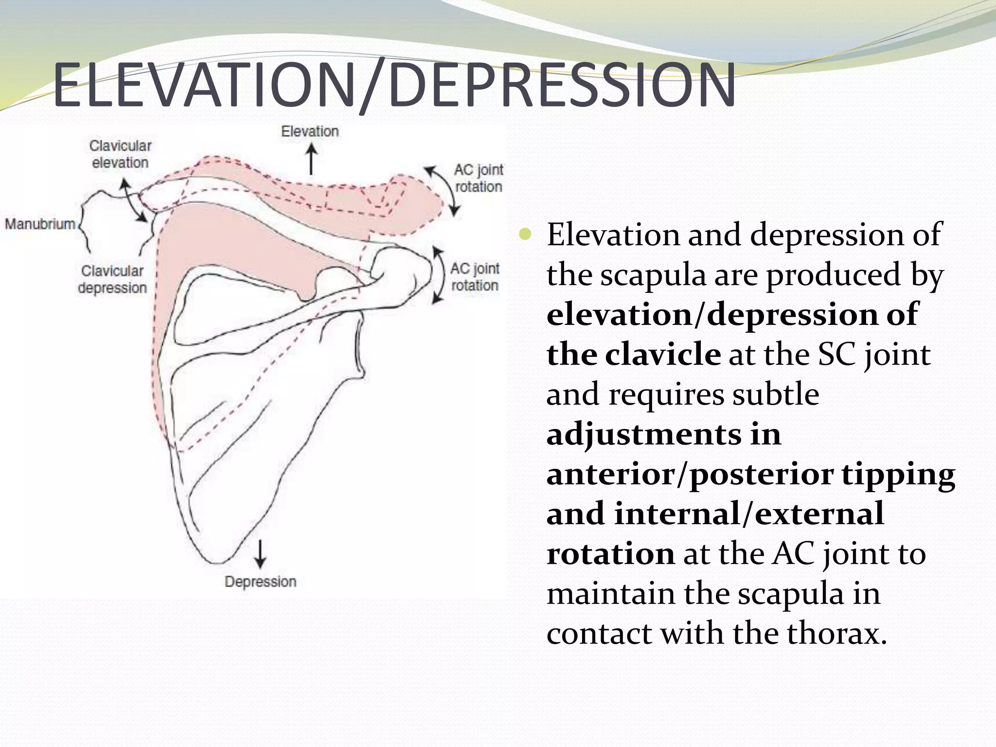 Biomechanics of shoulder complex | PPTX
