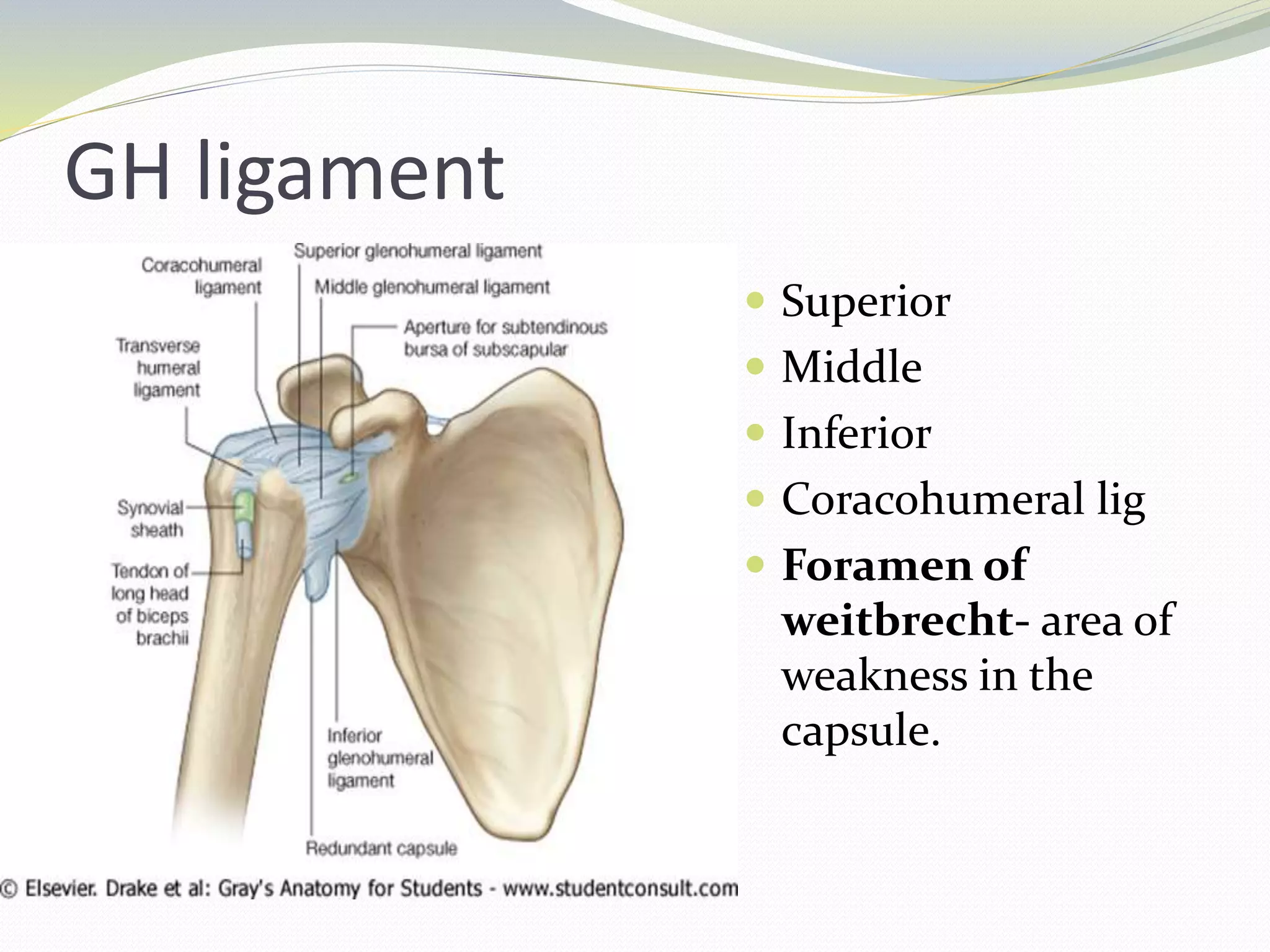 Biomechanics of shoulder complex | PPTX