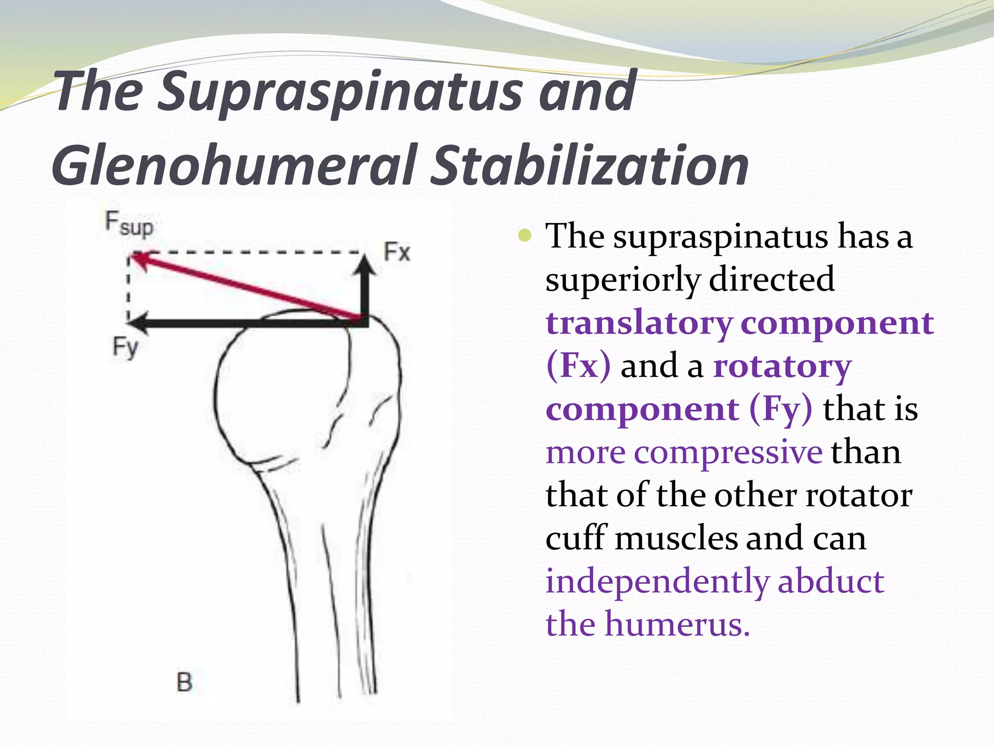 Biomechanics of shoulder complex | PPTX