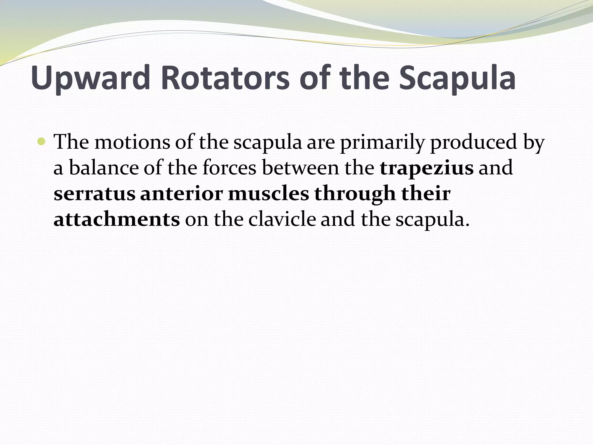 Biomechanics of shoulder complex | PPTX
