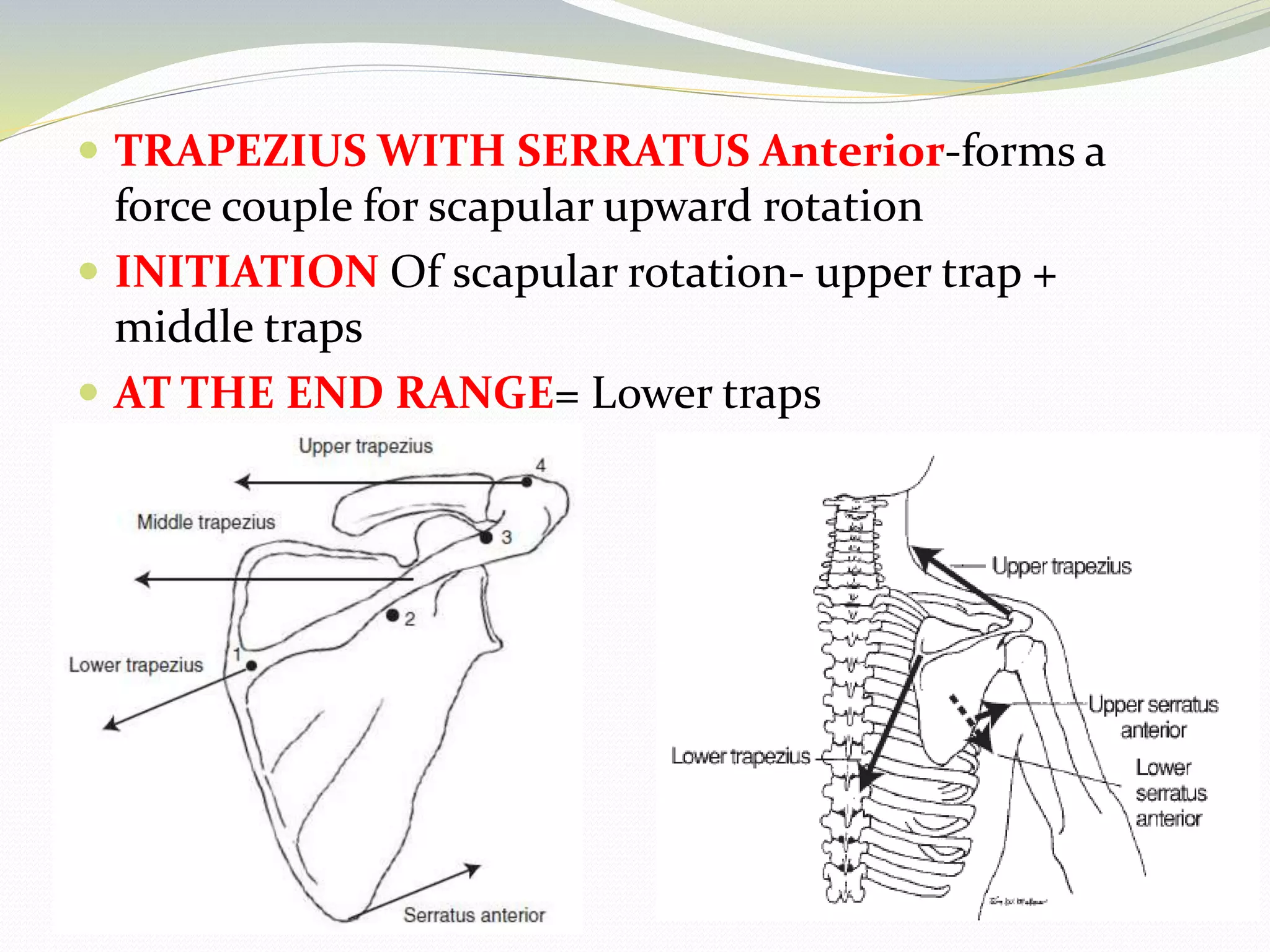Biomechanics of shoulder complex | PPTX