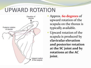 Biomechanics of shoulder complex | PPTX