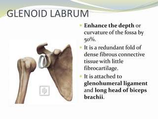 Biomechanics of shoulder complex | PPTX