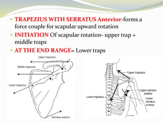 Biomechanics of shoulder complex | PPTX