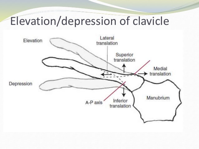 Clavicle Acromioclavicular Biomechanics Drawing Reconstruction Distal ...
