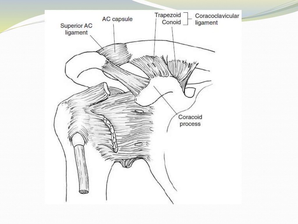 Biomechanics of shoulder complex