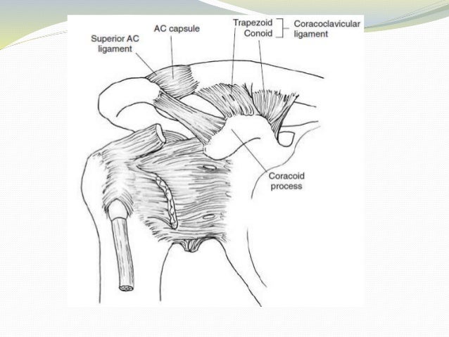 Biomechanics of shoulder complex