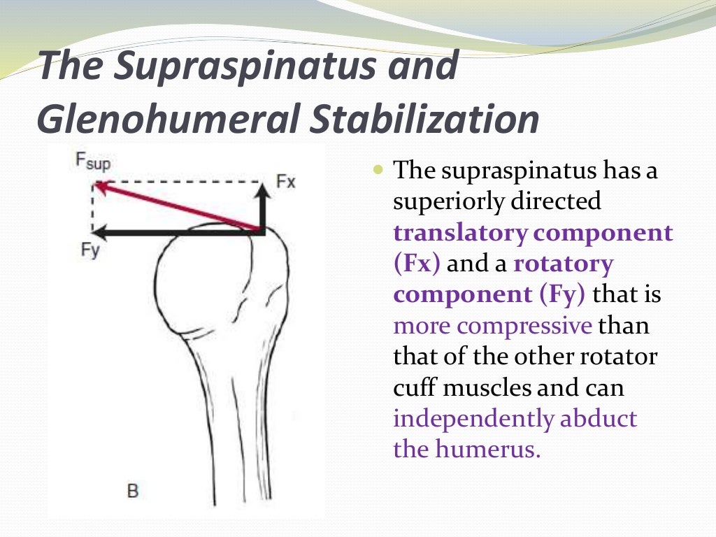 Biomechanics of shoulder complex