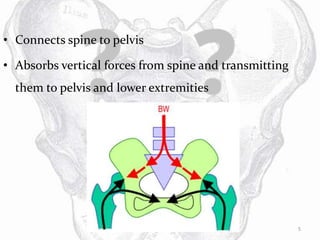 Biomechanics of si joint | PPTX