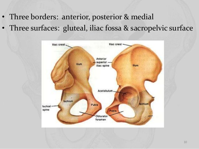 Biomechanics of si joint