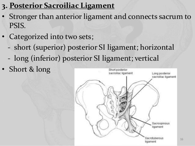 Biomechanics of si joint