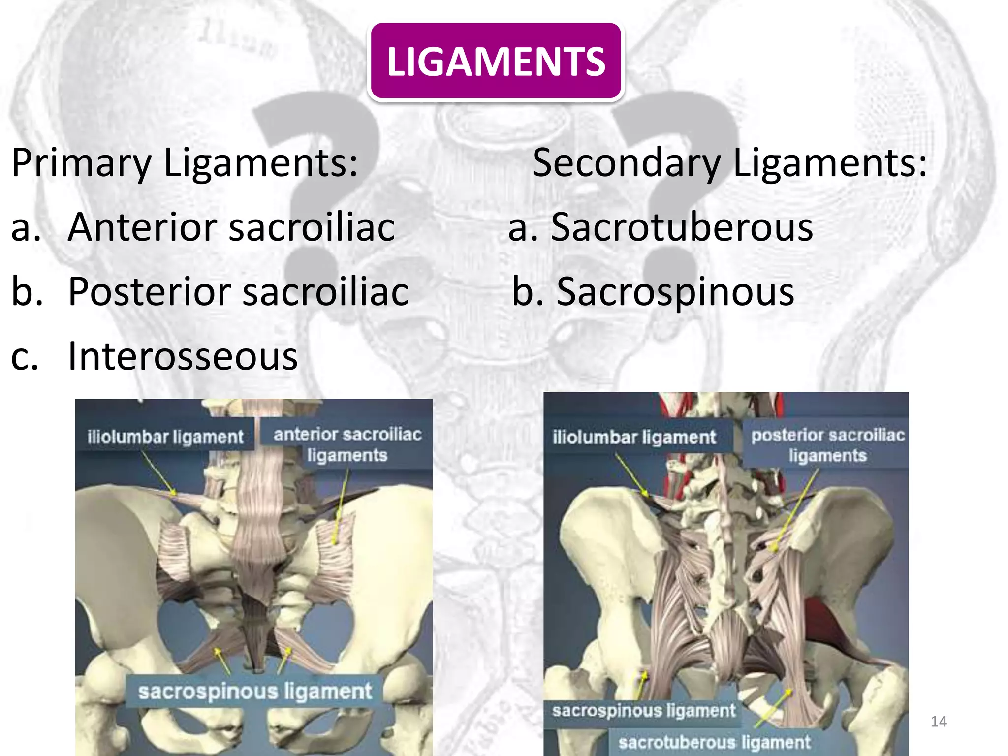 Biomechanics of si joint | PPTX