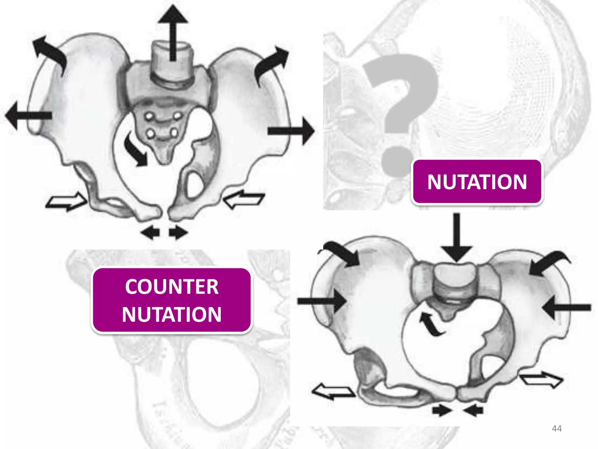 Biomechanics of si joint | PPTX