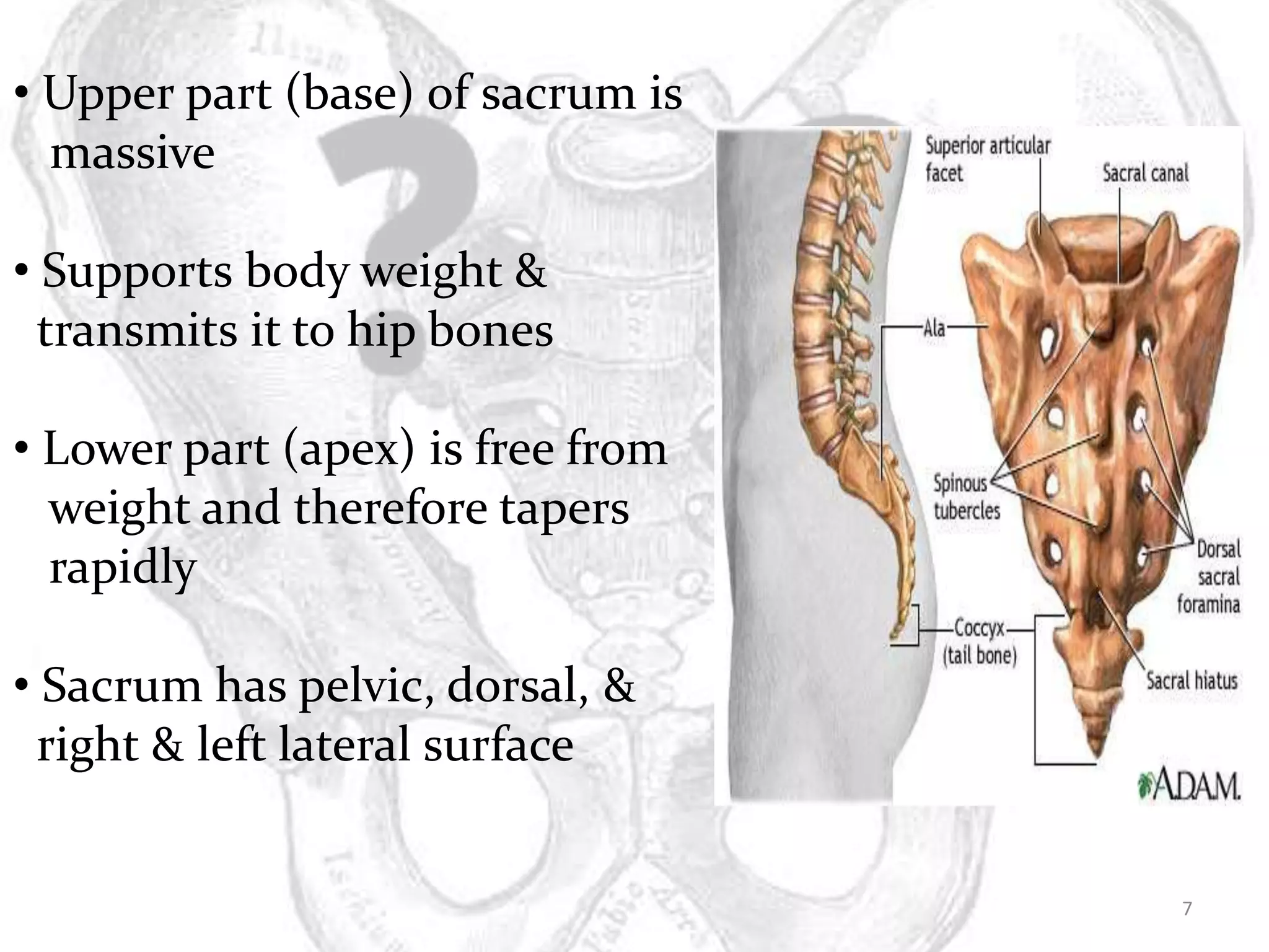 Biomechanics of si joint | PPTX