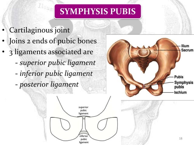 Biomechanics of si joint | PPTX