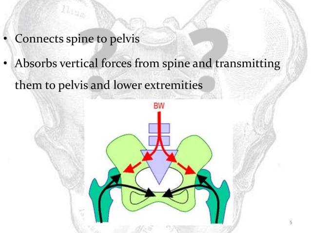 Biomechanics of si joint | PPTX