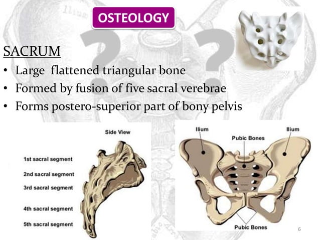 Biomechanics of si joint | PPTX