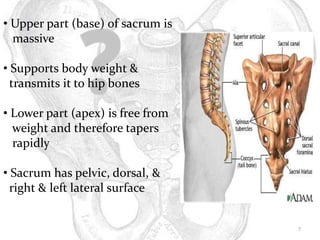 Biomechanics of si joint | PPTX