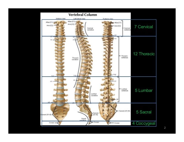Biomechanics of spine