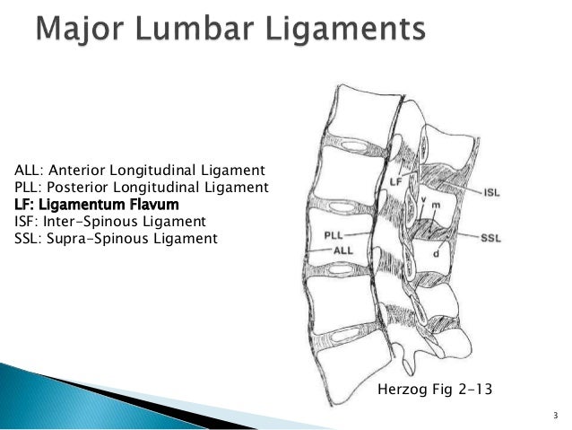 Biomechanics of spine