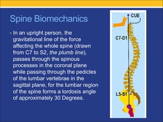 biomechanics of spine orthopaedic teaching .pdf