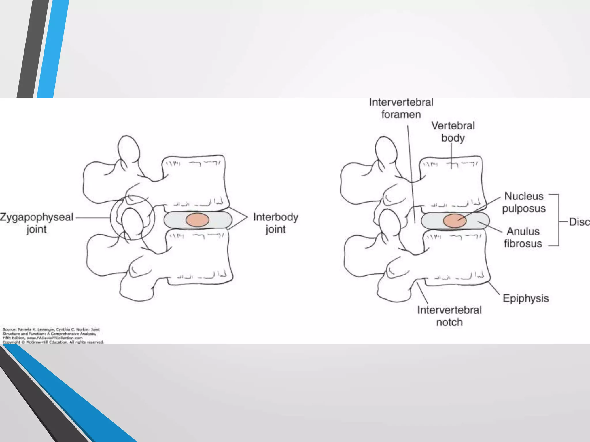 Biomechanics_of_spine[1].pptx