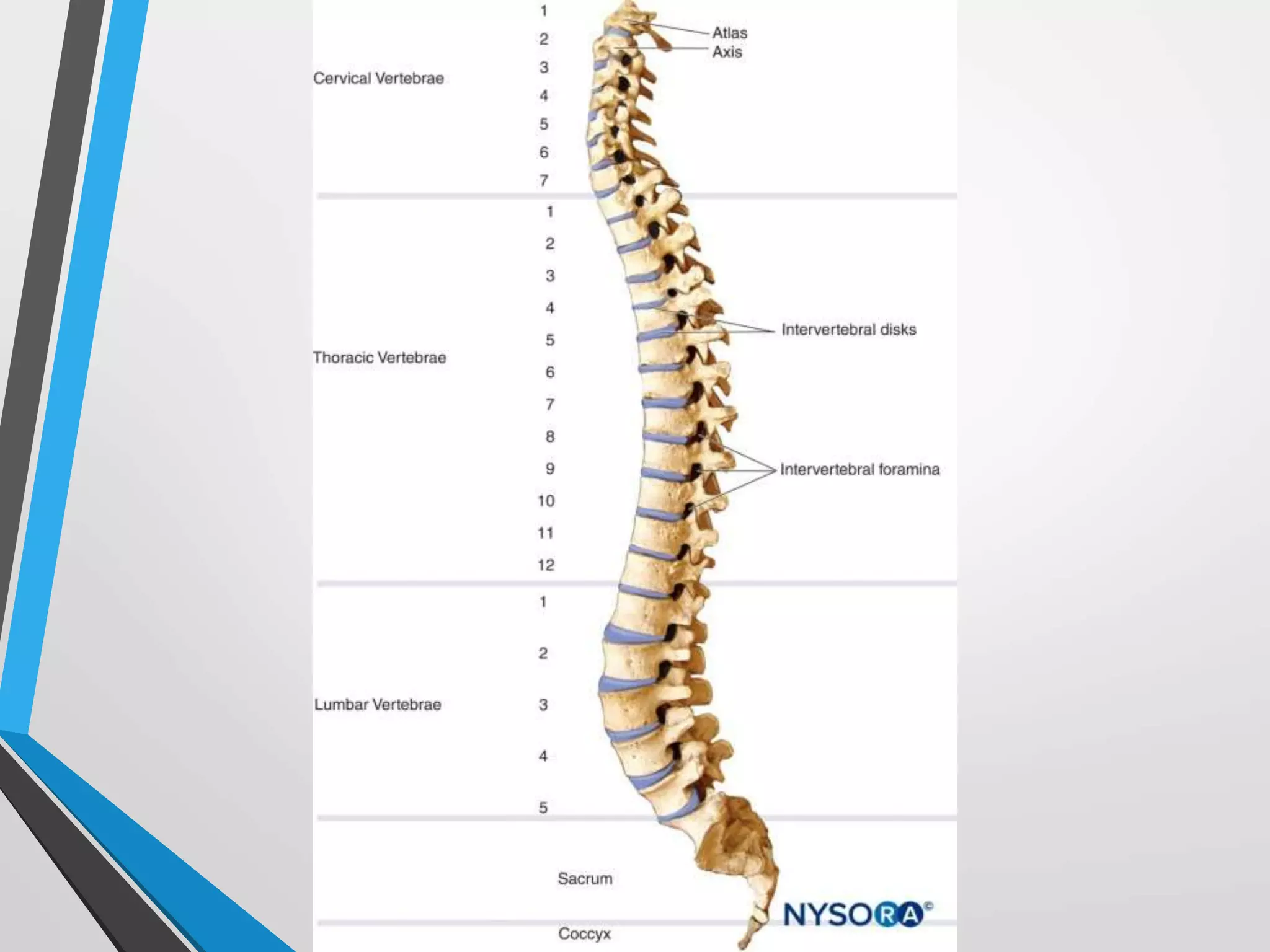 Biomechanics_of_spine[1].pptx