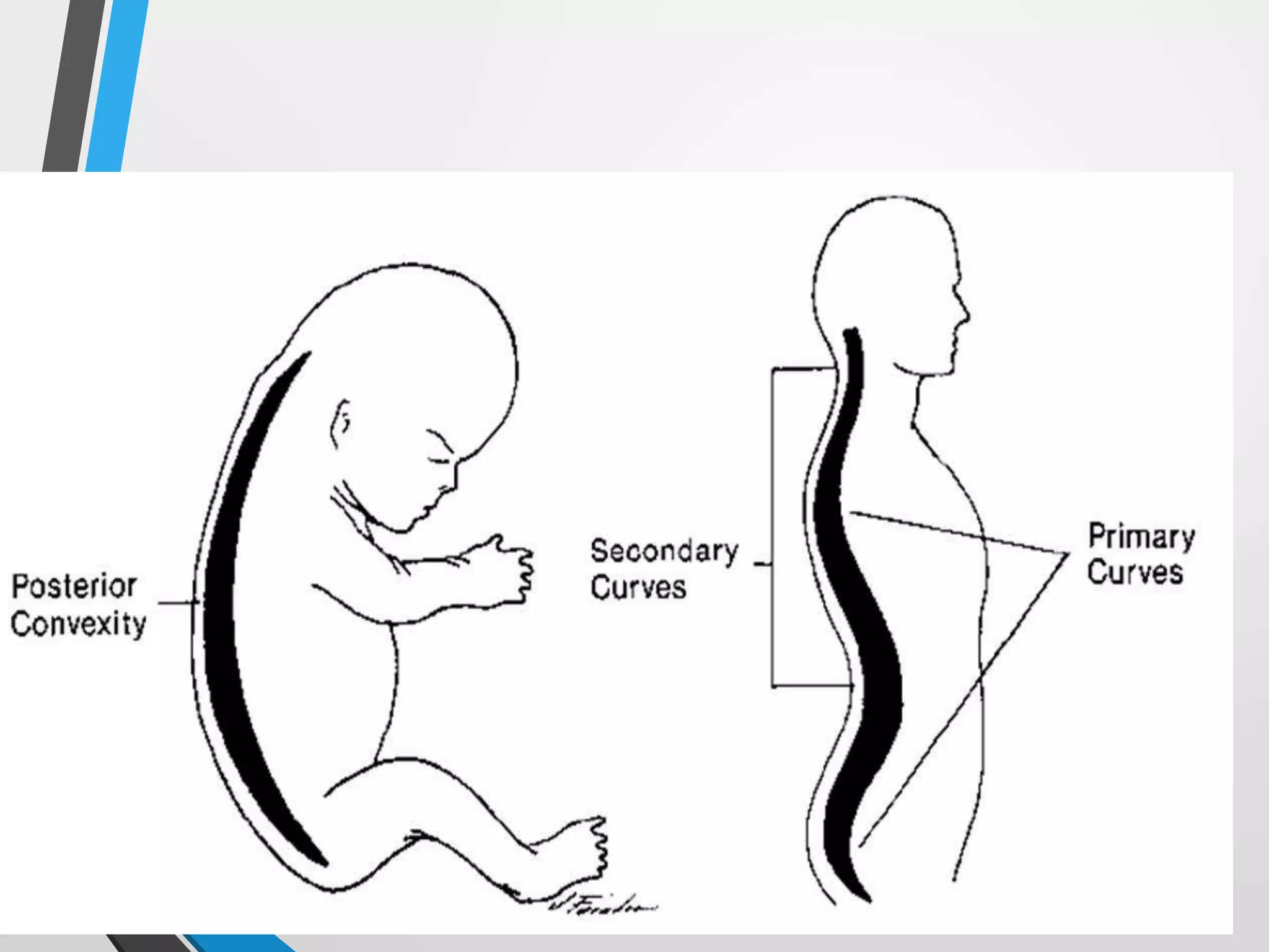 Biomechanics_of_spine[1].pptx