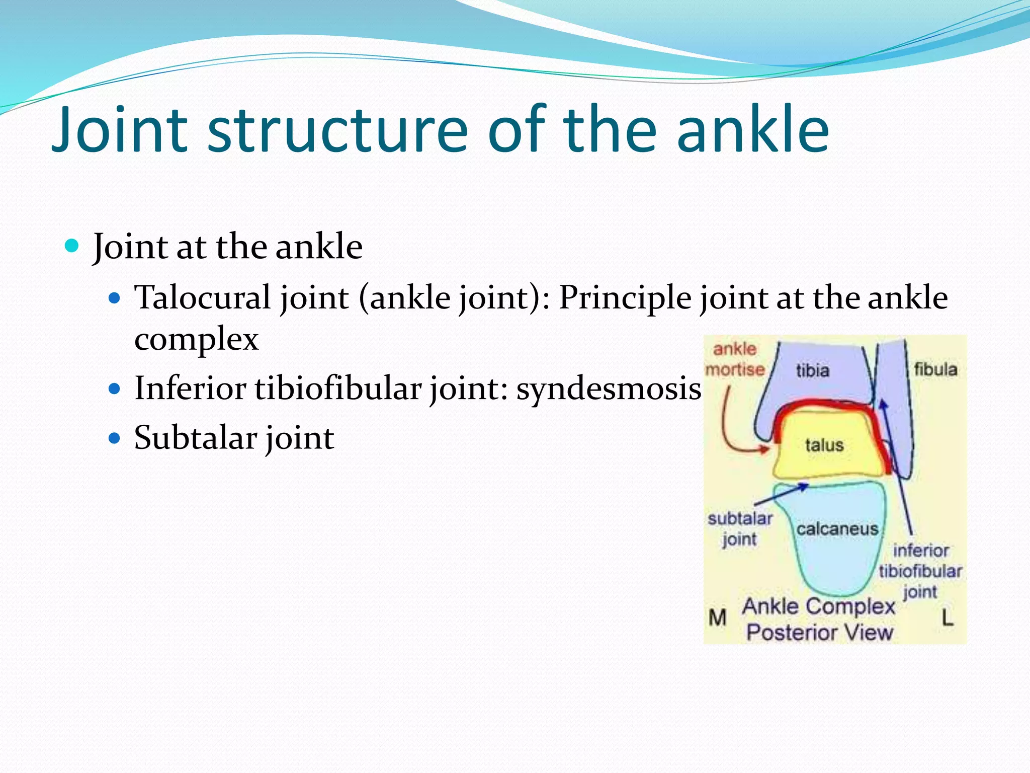 Bio-mechanics of the ankle joint | PPTX