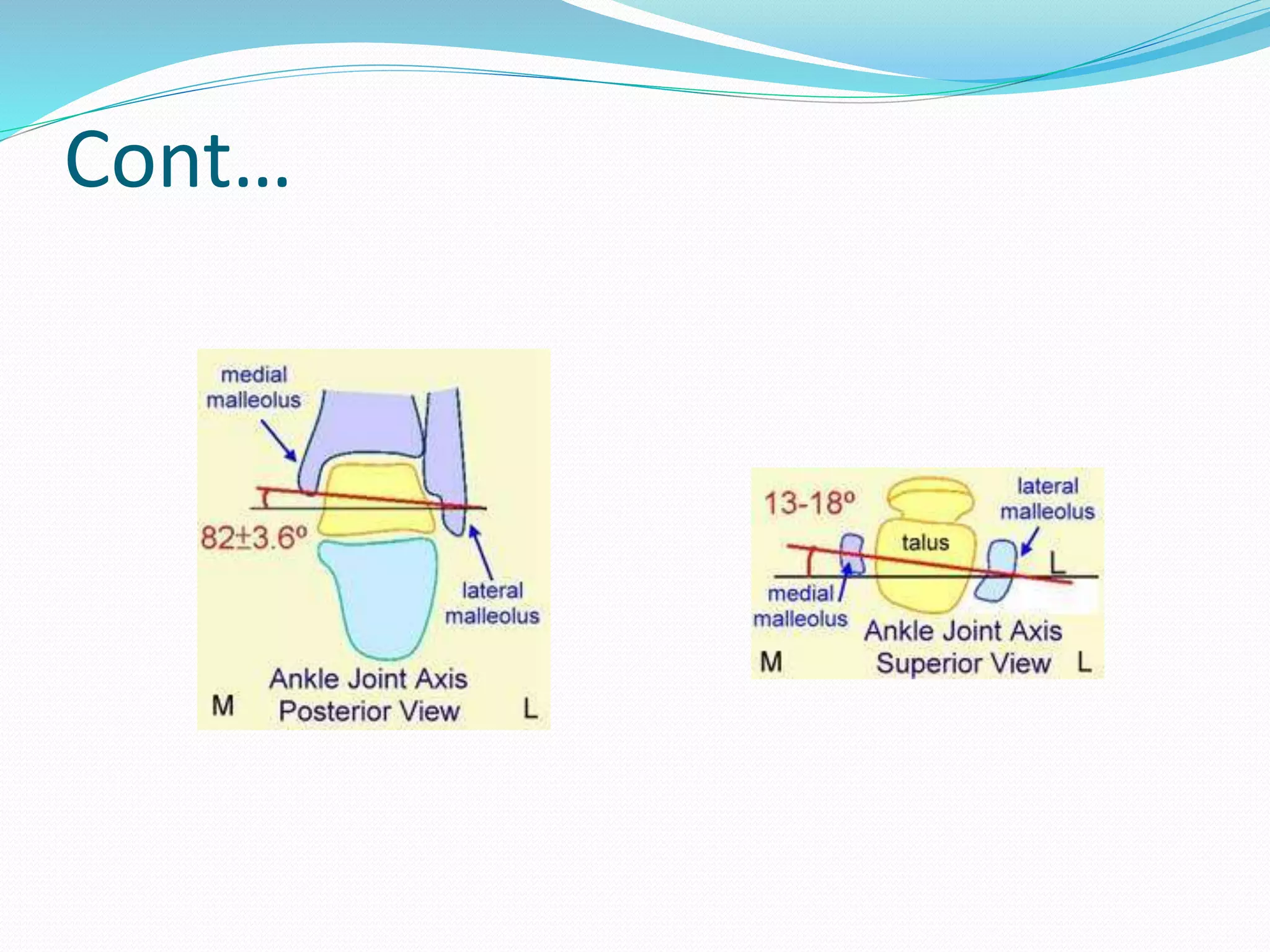 Bio-mechanics of the ankle joint | PPTX