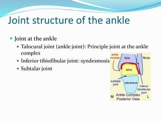 Bio-mechanics of the ankle joint | PPTX