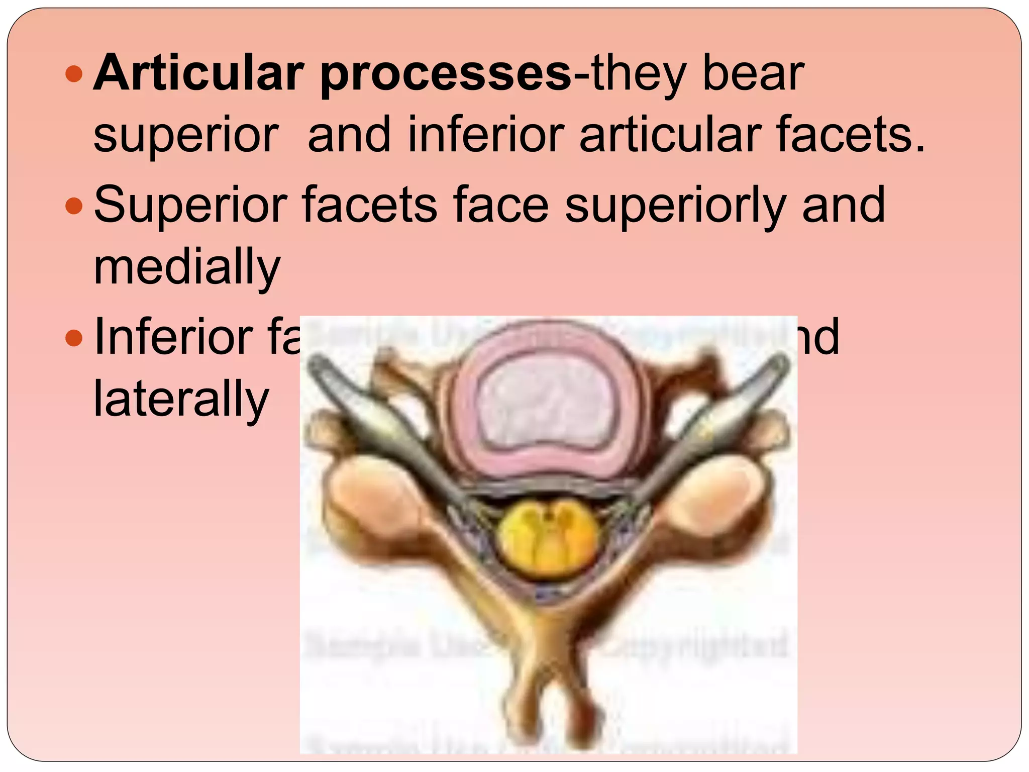 Biomechanics of the cervical spine. ppt (3) | PPTX